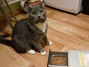 AVR Microcontroller: All You Need to Know | Easybom